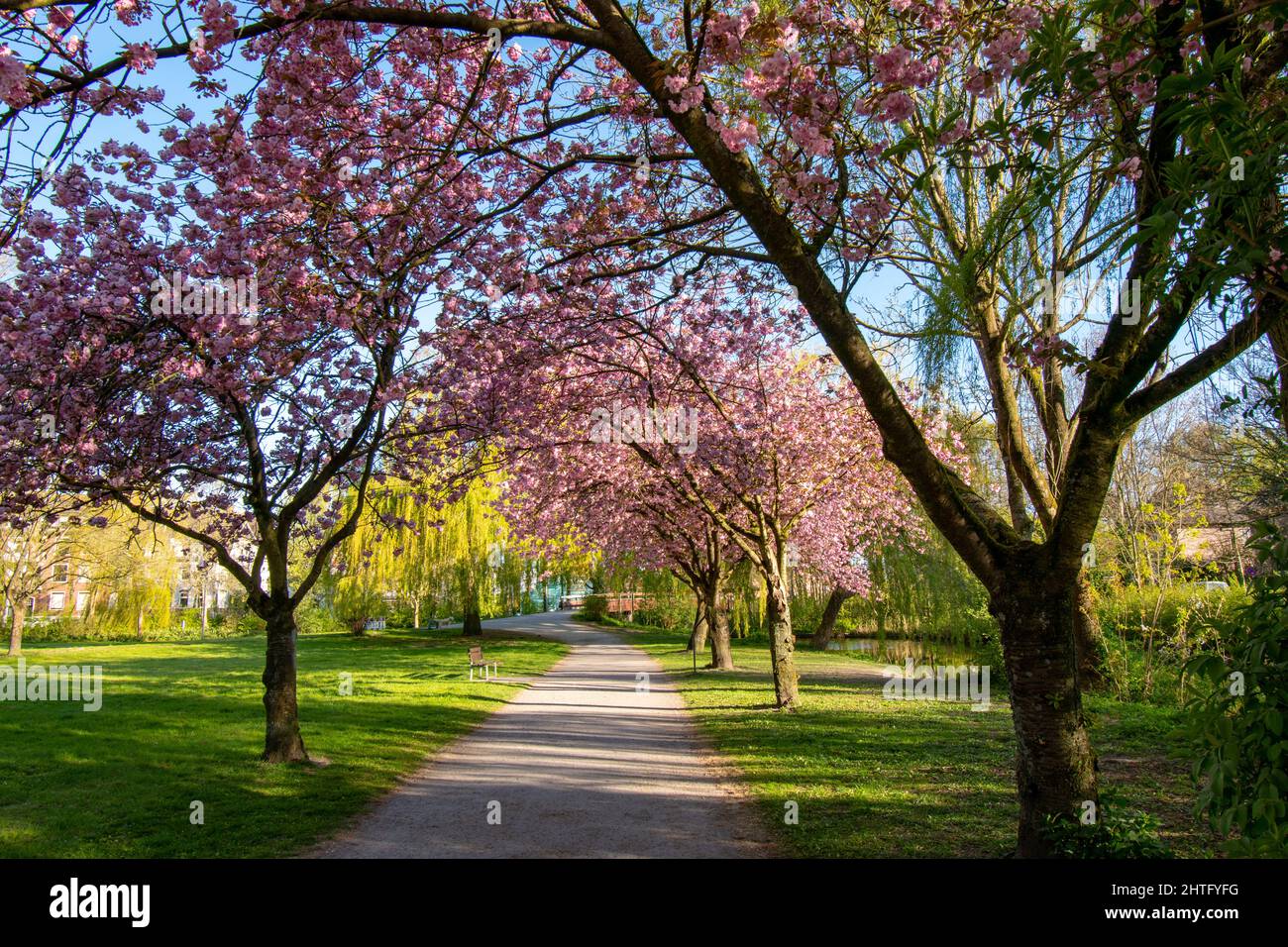 Winding pathway lined with beautiful cherry blossom trees on a fresh ...