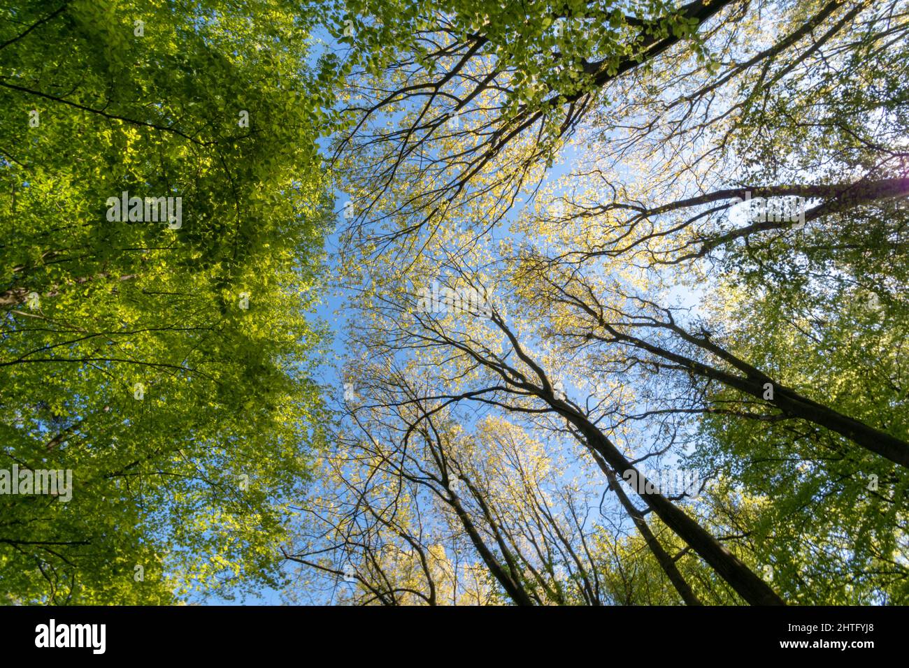 Low angle shot of a dense forest with thin long trees in sunlight Stock ...