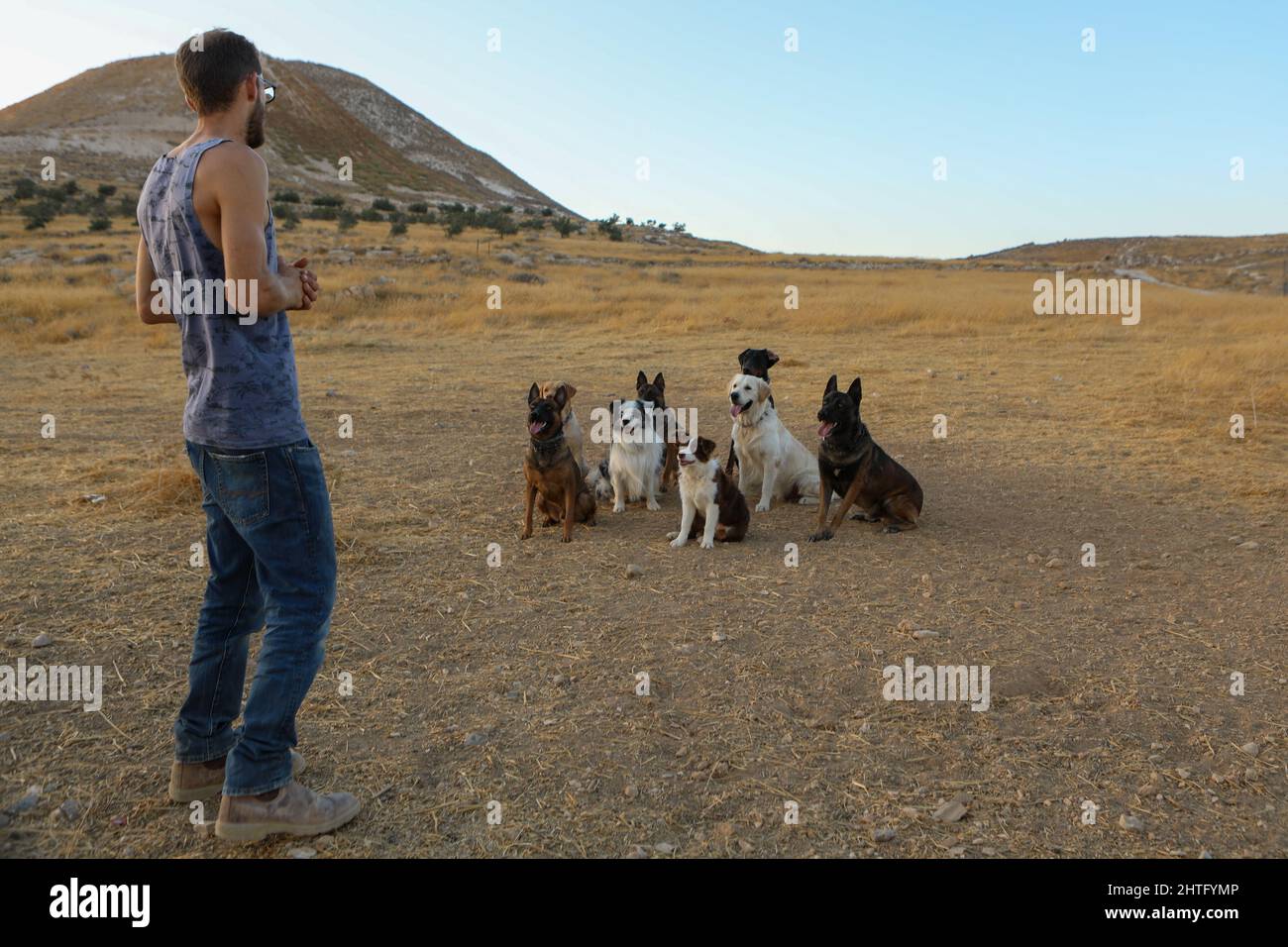 Trains dogs and a group of different dogs Stock Photo - Alamy