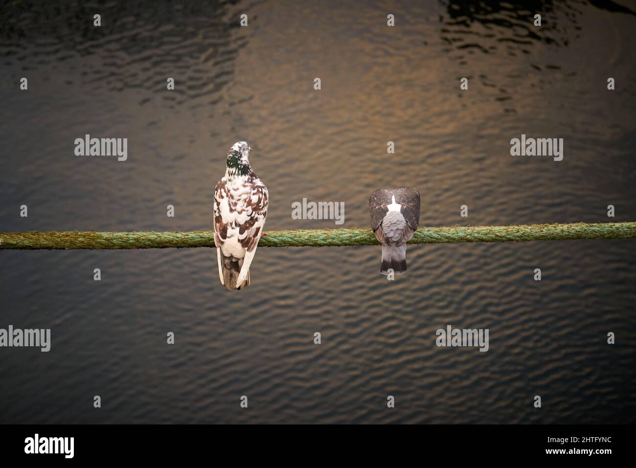 Two pigeons on a rope over water Stock Photo - Alamy