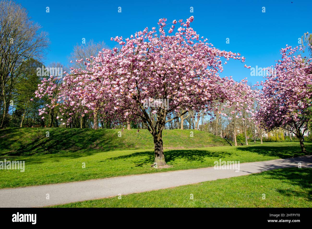 Winding pathway lined with beautiful cherry blossom trees on a fresh ...
