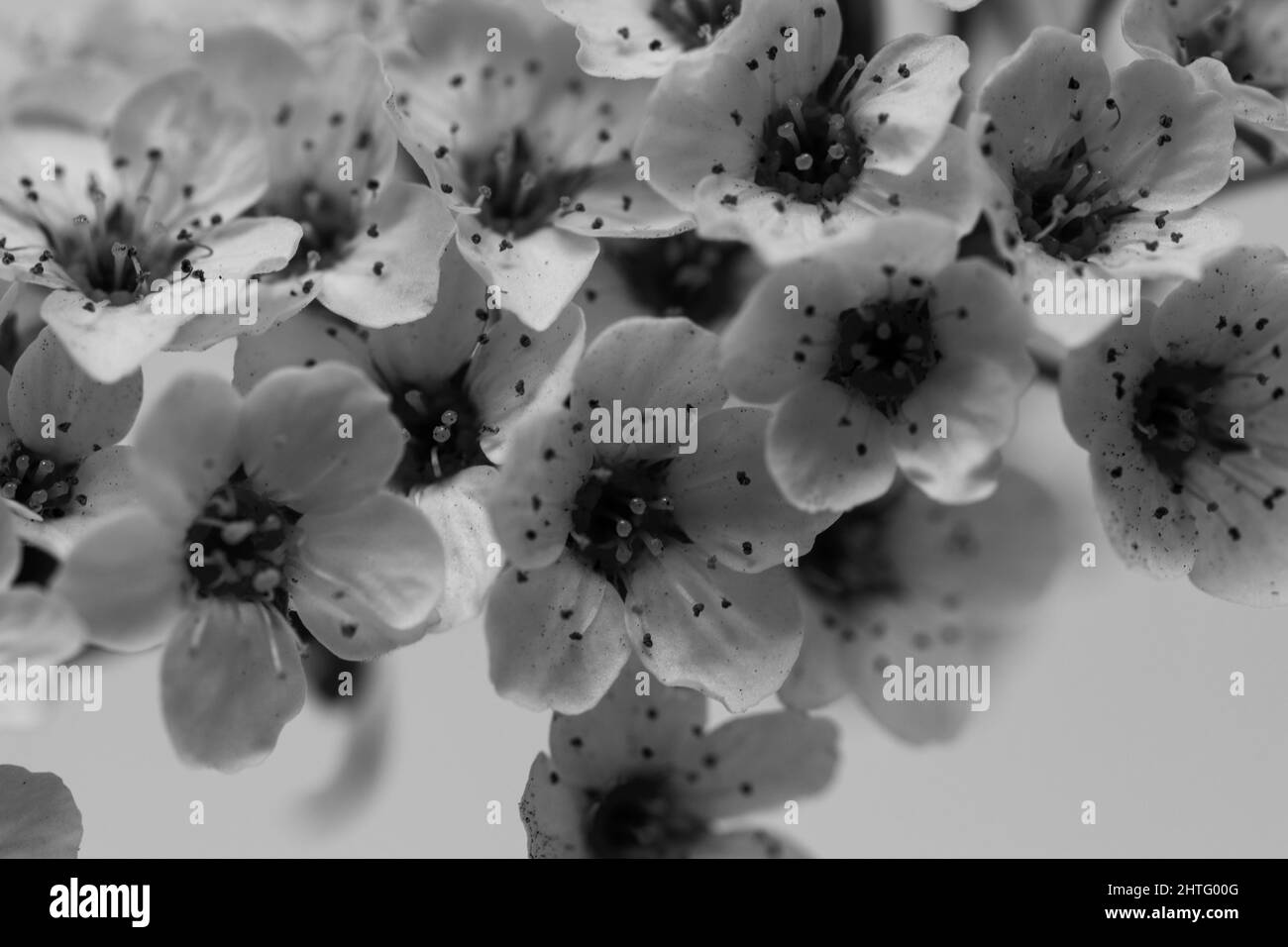 Grayscale Cherry Blossoms 56 Flowers In Grayscale Ideas In 2025