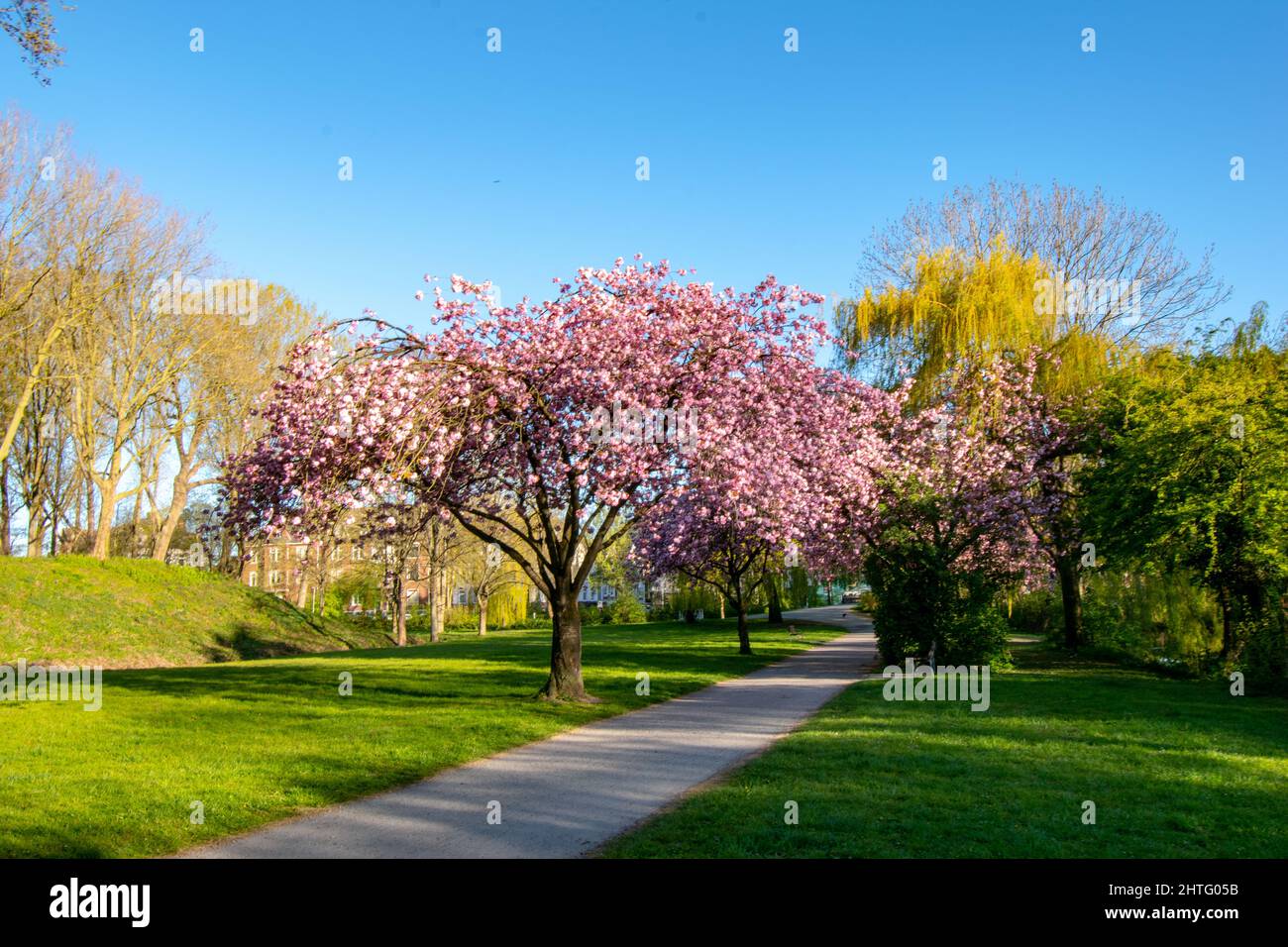 Landscape shot of a park of cherry blossom trees Stock Photo - Alamy