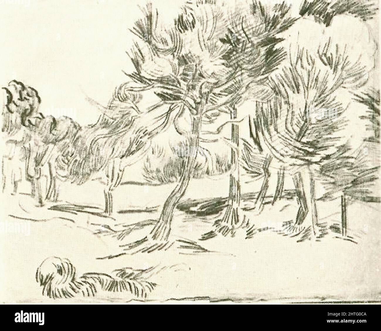 Van Gogh Tree Sketch