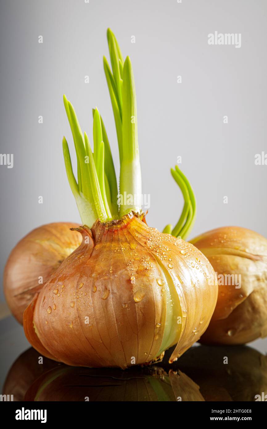 Large bulbs hi-res stock photography and images - Alamy