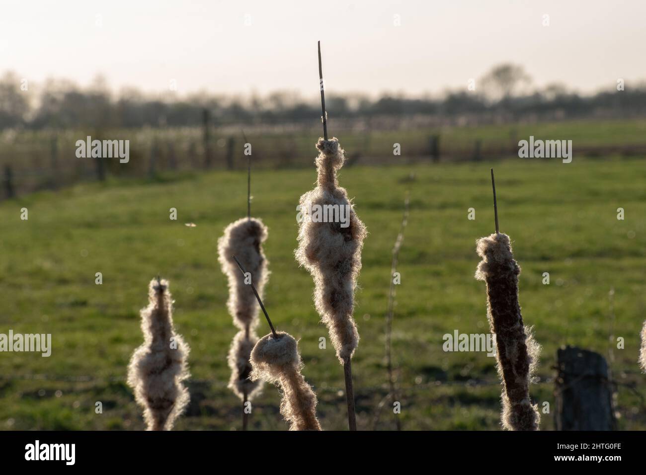 Cattails water duck hi-res stock photography and images - Alamy