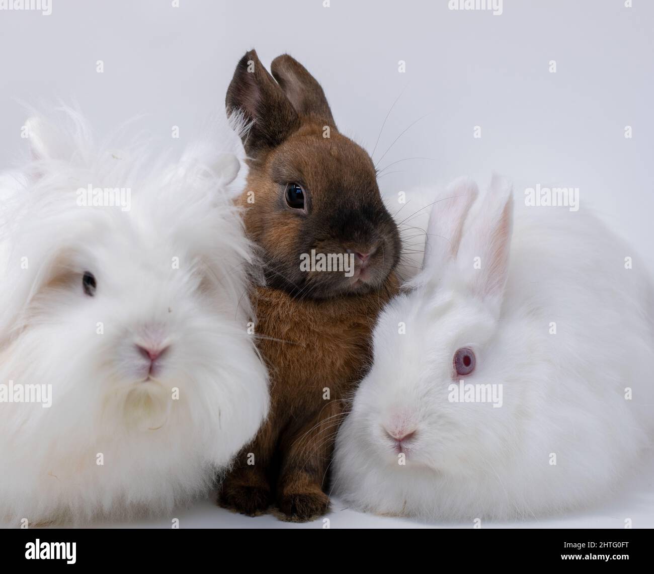Portrait of fluffy rabbits on a white background Stock Photo - Alamy