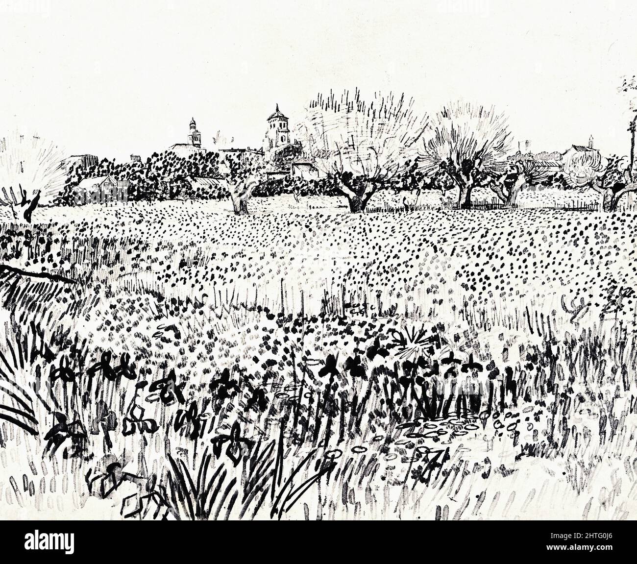 Field Of Flowers Drawing