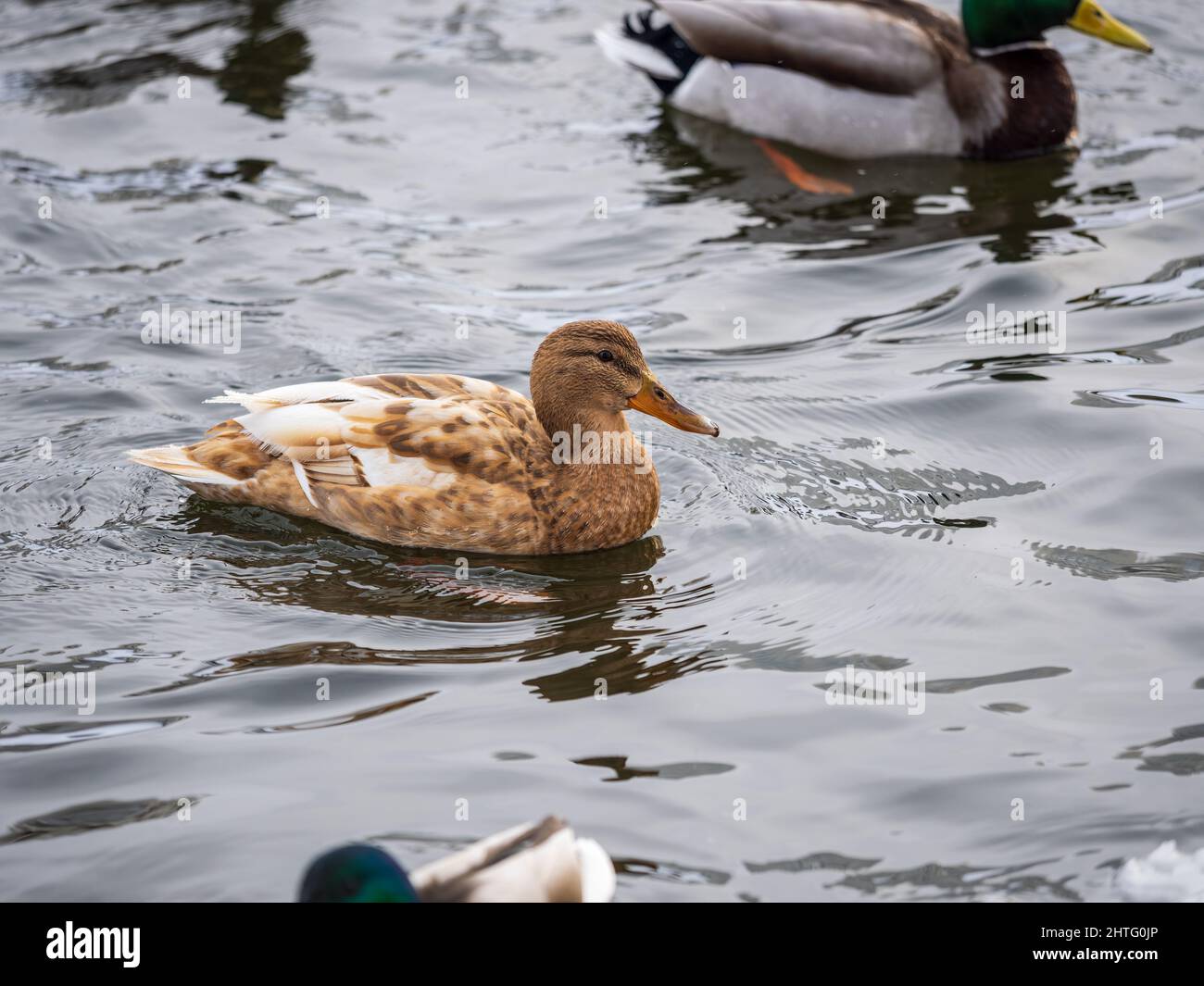 Yellow colored Mallard female Duck swims in the pond. Animal ...