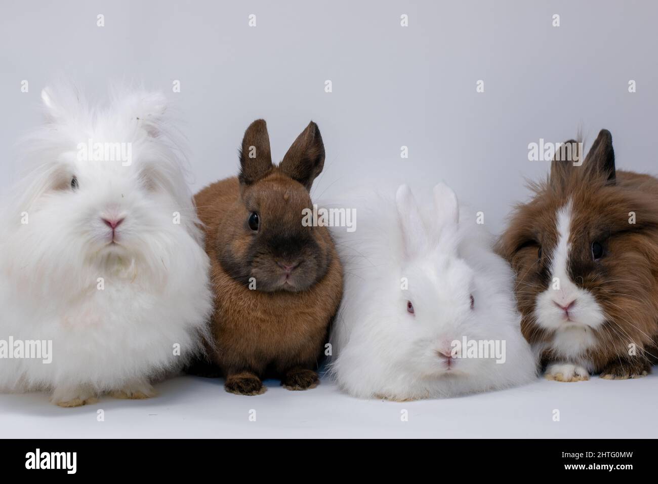 Group of adorable rabbits on a white background Stock Photo - Alamy