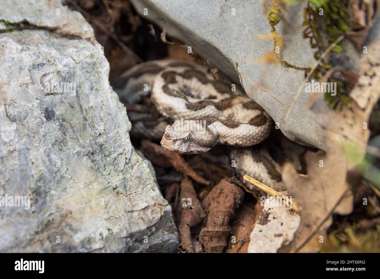Long nosed viper hi-res stock photography and images - Alamy