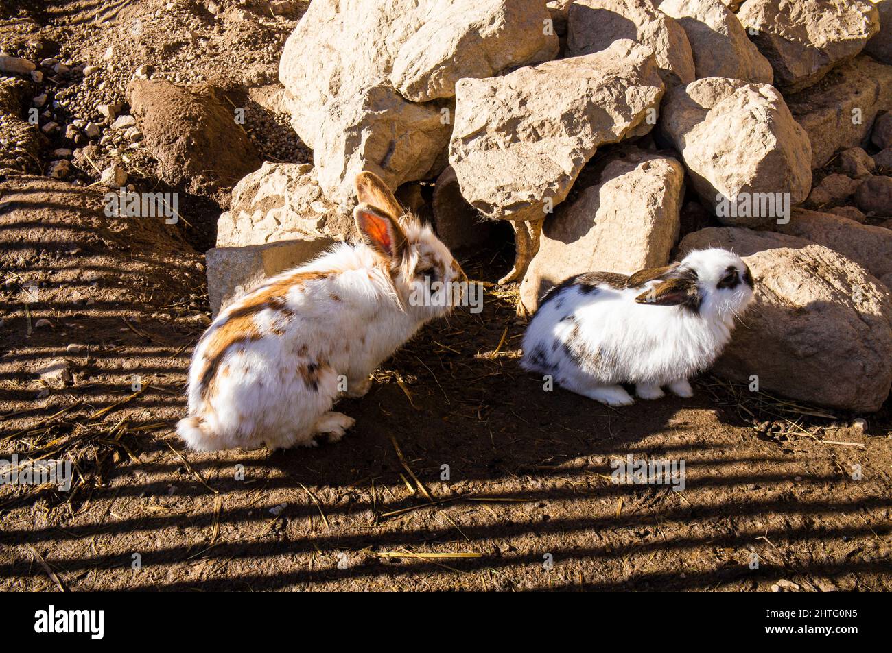 Domestic rabbit, Oryctolagus cuniculus f. domesticus, in Cumberland ...
