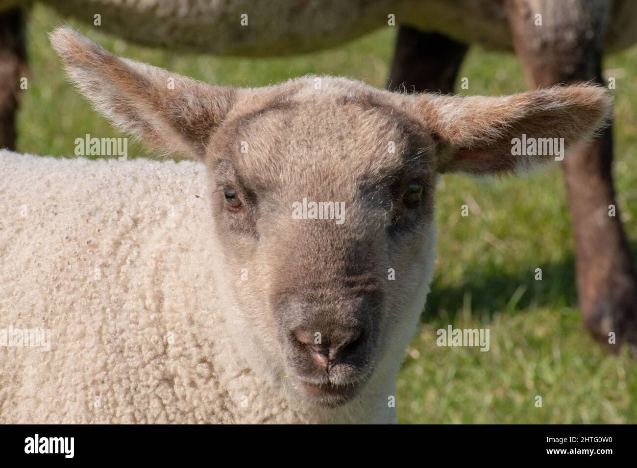 Smiley lamb hi-res stock photography and images - Alamy