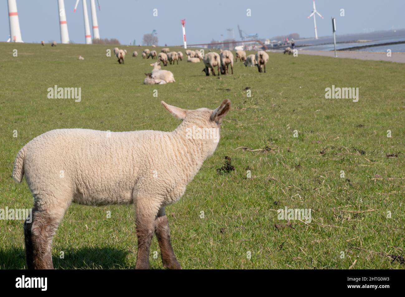 Shot grass field closeup hi-res stock photography and images - Alamy