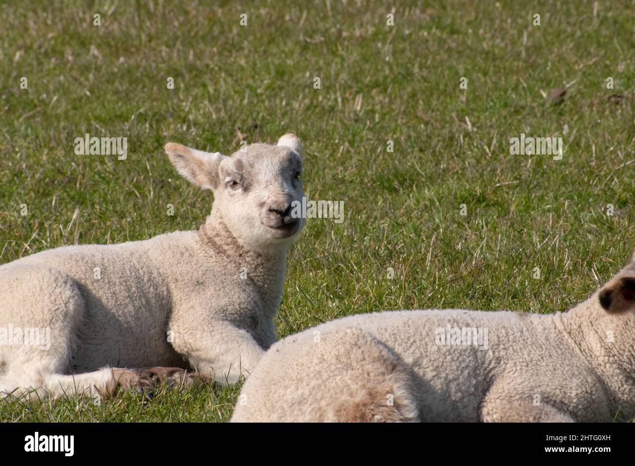 Closeup shot sheep lying hi-res stock photography and images - Alamy