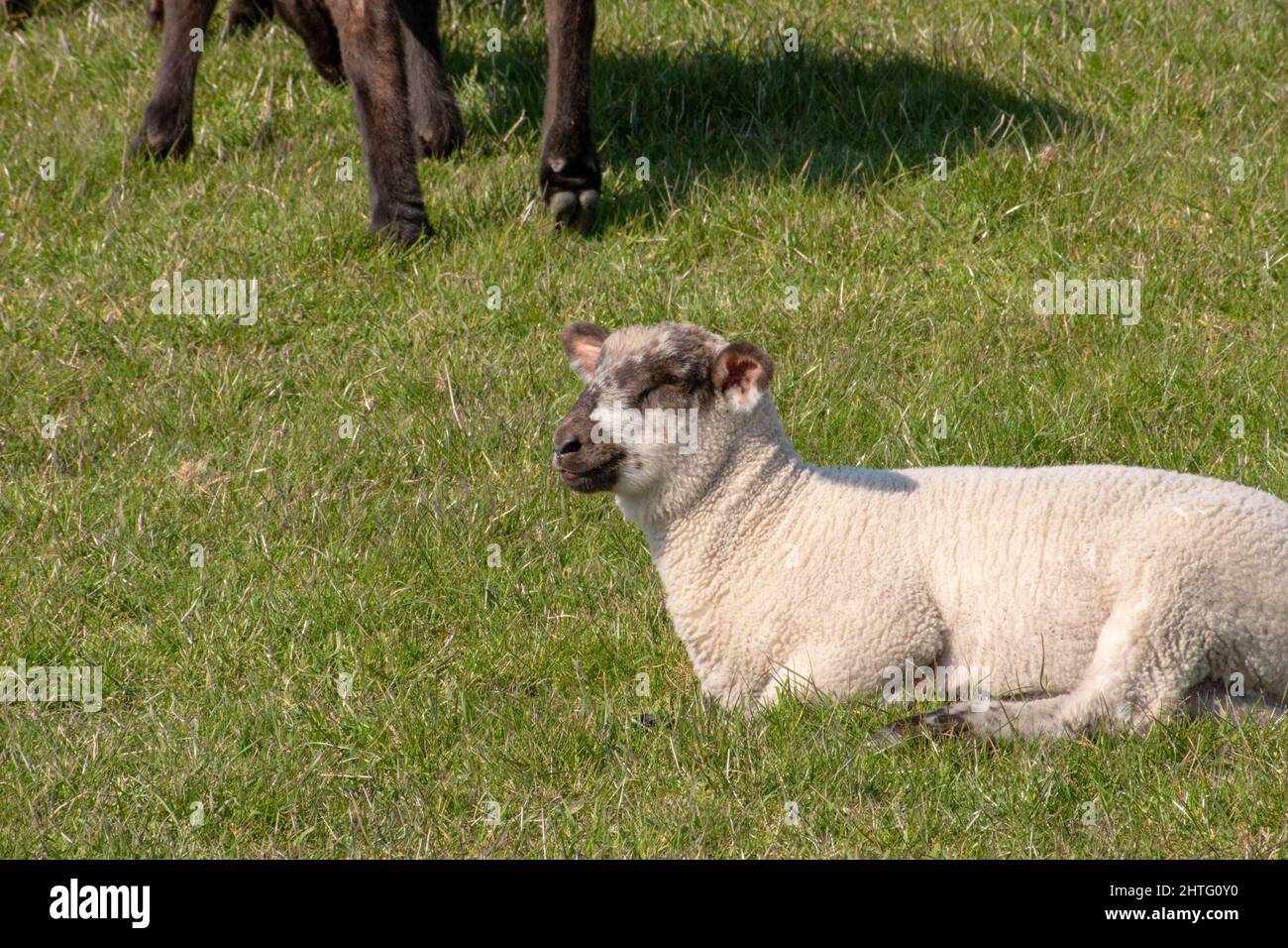 Closeup shot of a lamb in a field Stock Photo - Alamy