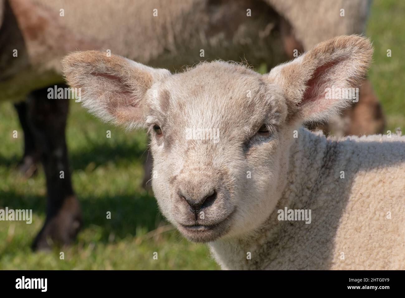Smiley lamb hi-res stock photography and images - Alamy