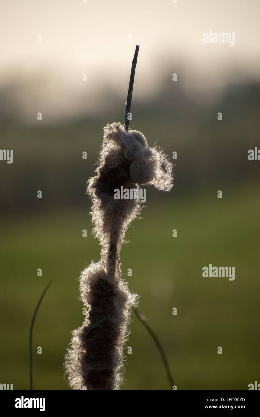 Cattails water duck hi-res stock photography and images - Alamy