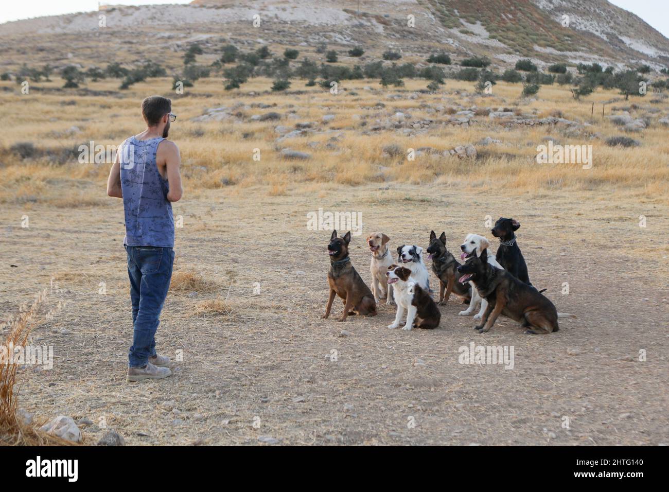 Trains dogs and a group of different dogs Stock Photo - Alamy