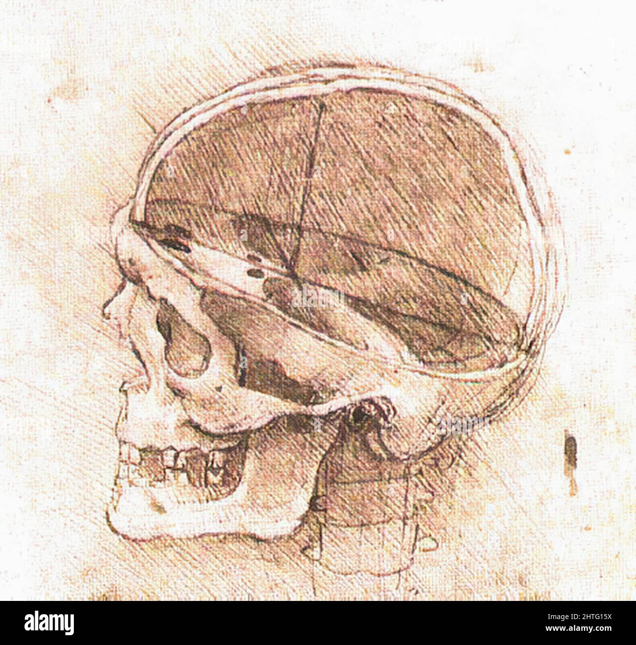 Leonardo Da Vinci - View Skull Stock Photo - Alamy