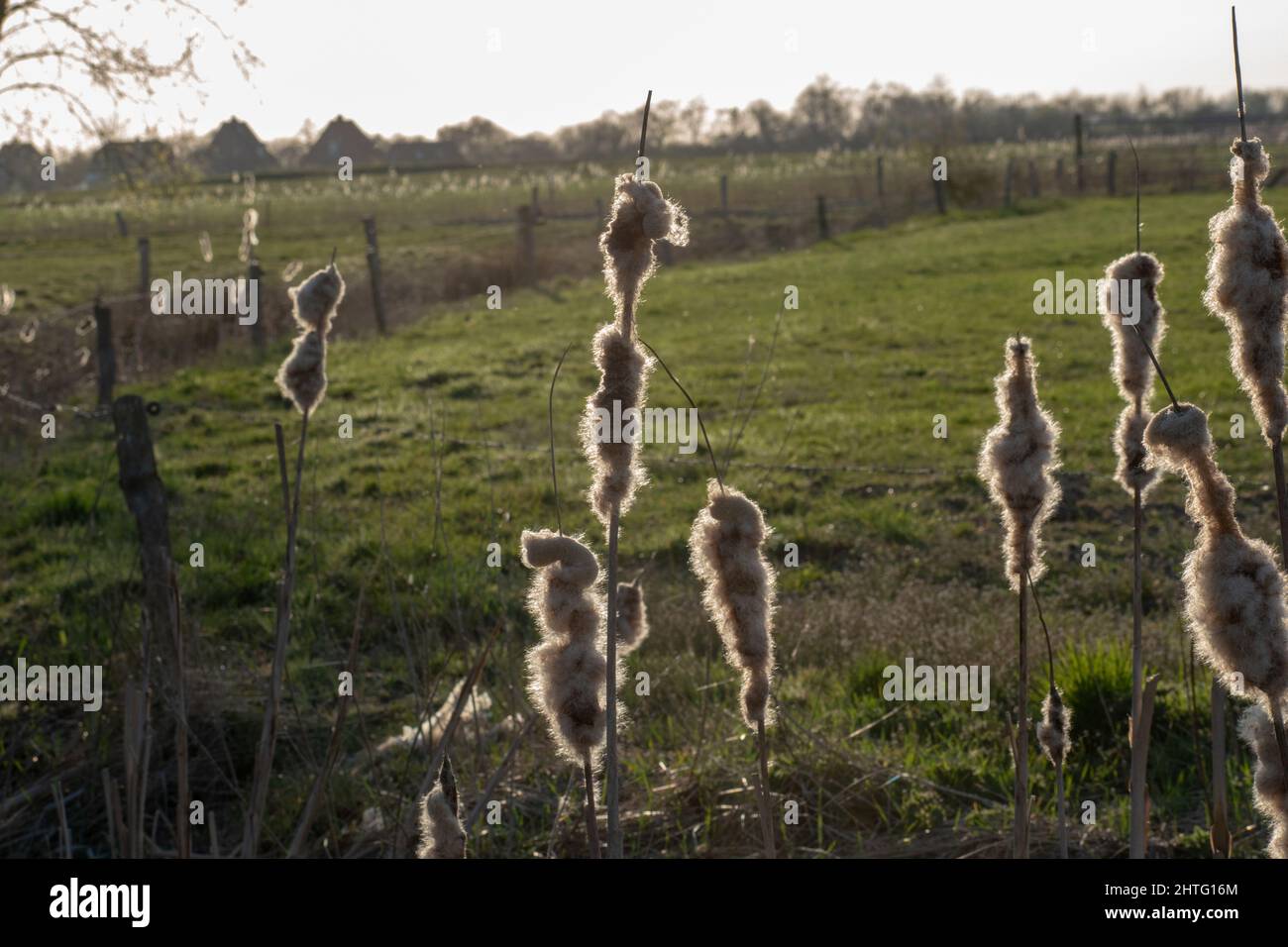 Cattails water duck hi-res stock photography and images - Alamy