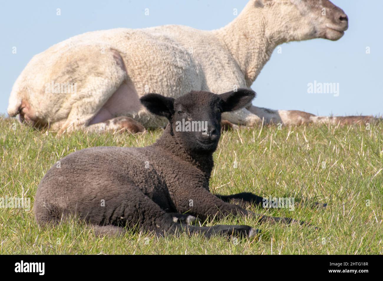 Closeup portrait of a little cute lamb with a smiley face lying in a ...