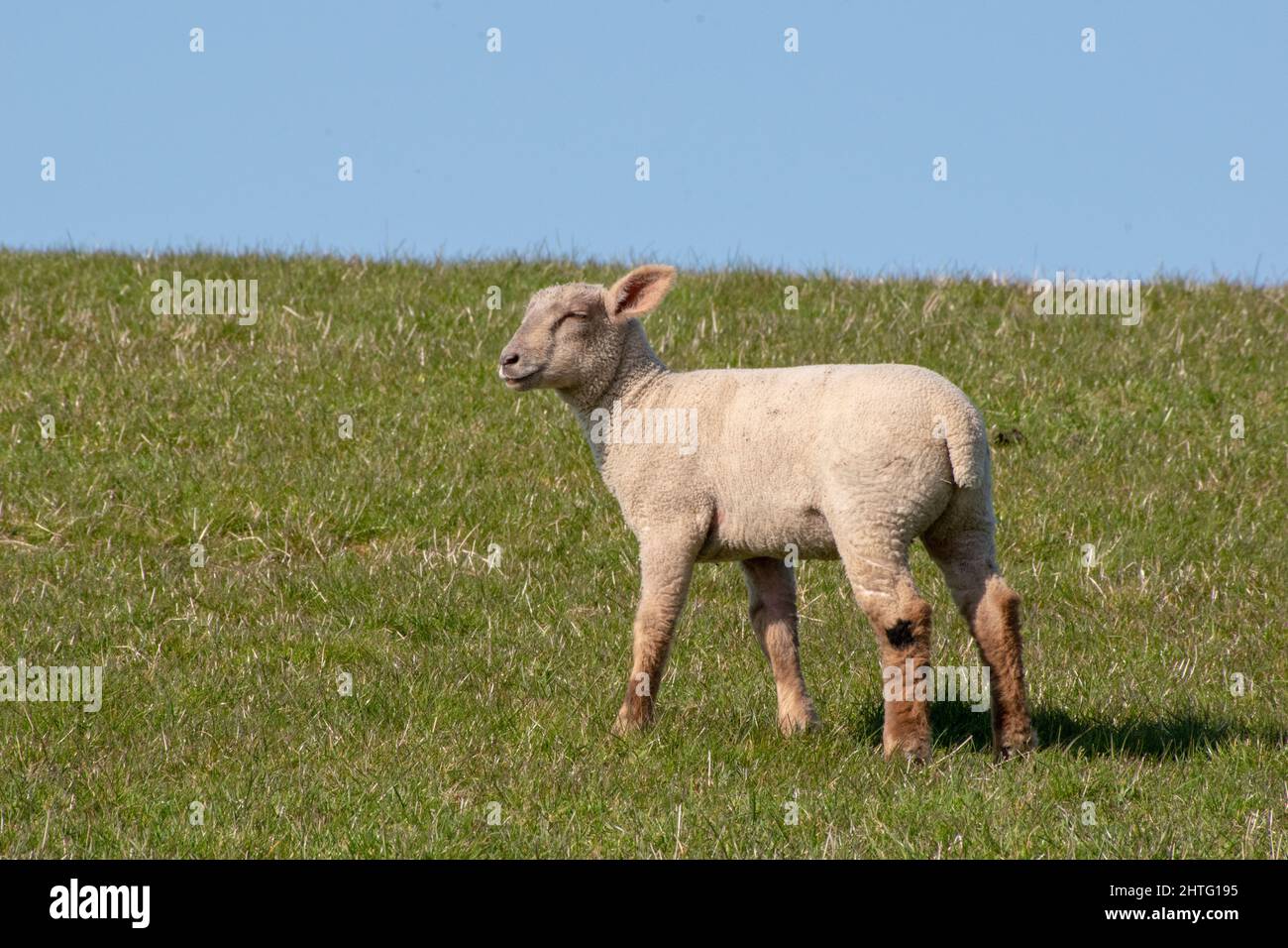 Smiley lamb hi-res stock photography and images - Alamy