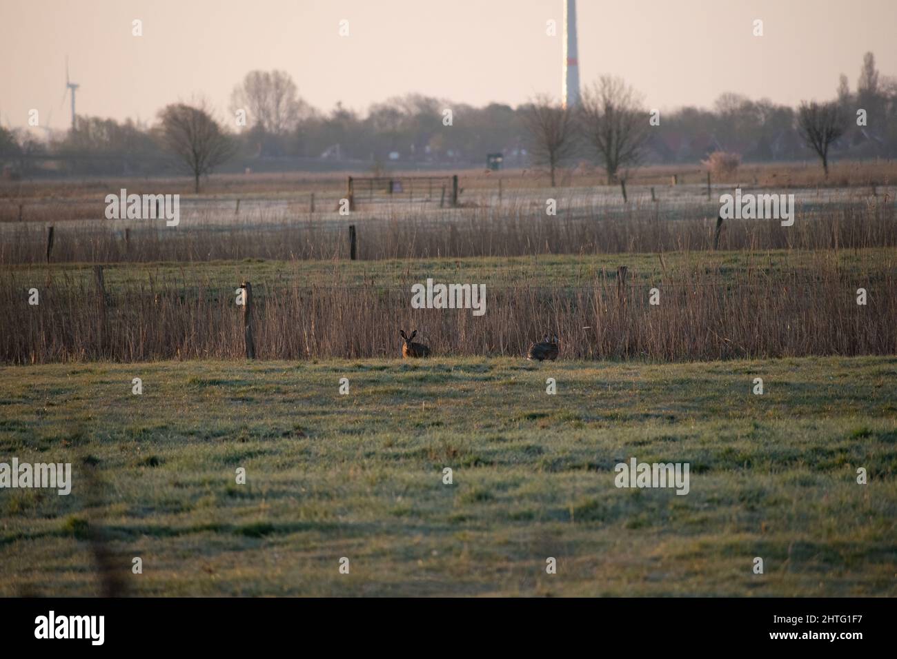 Tiny bunny rabbits hi-res stock photography and images - Alamy