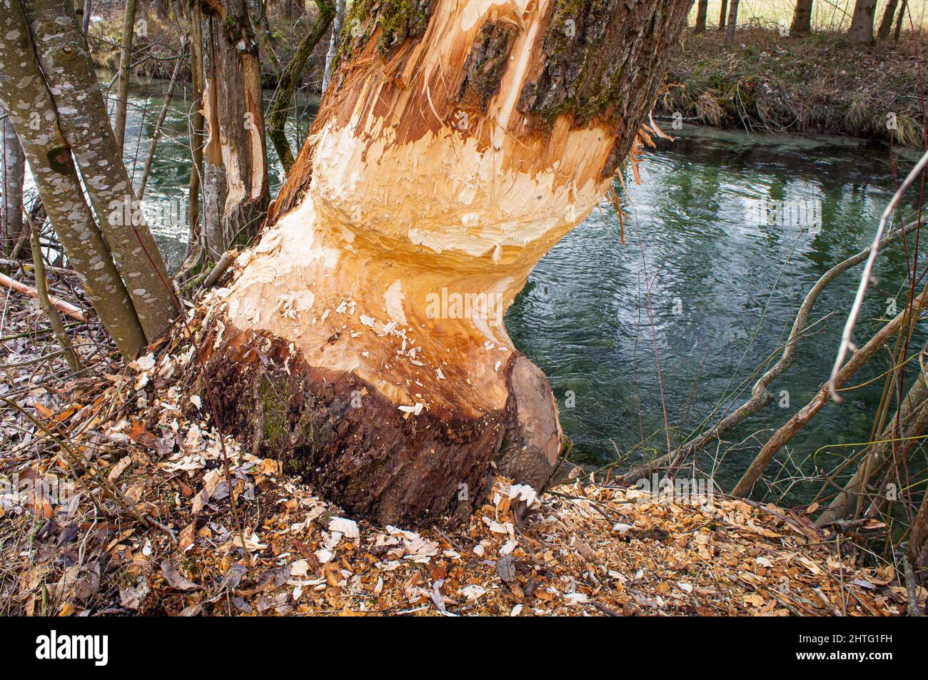 Beaver bitten Alnus tree by Alm river in Grunau im Almtal, Upper ...