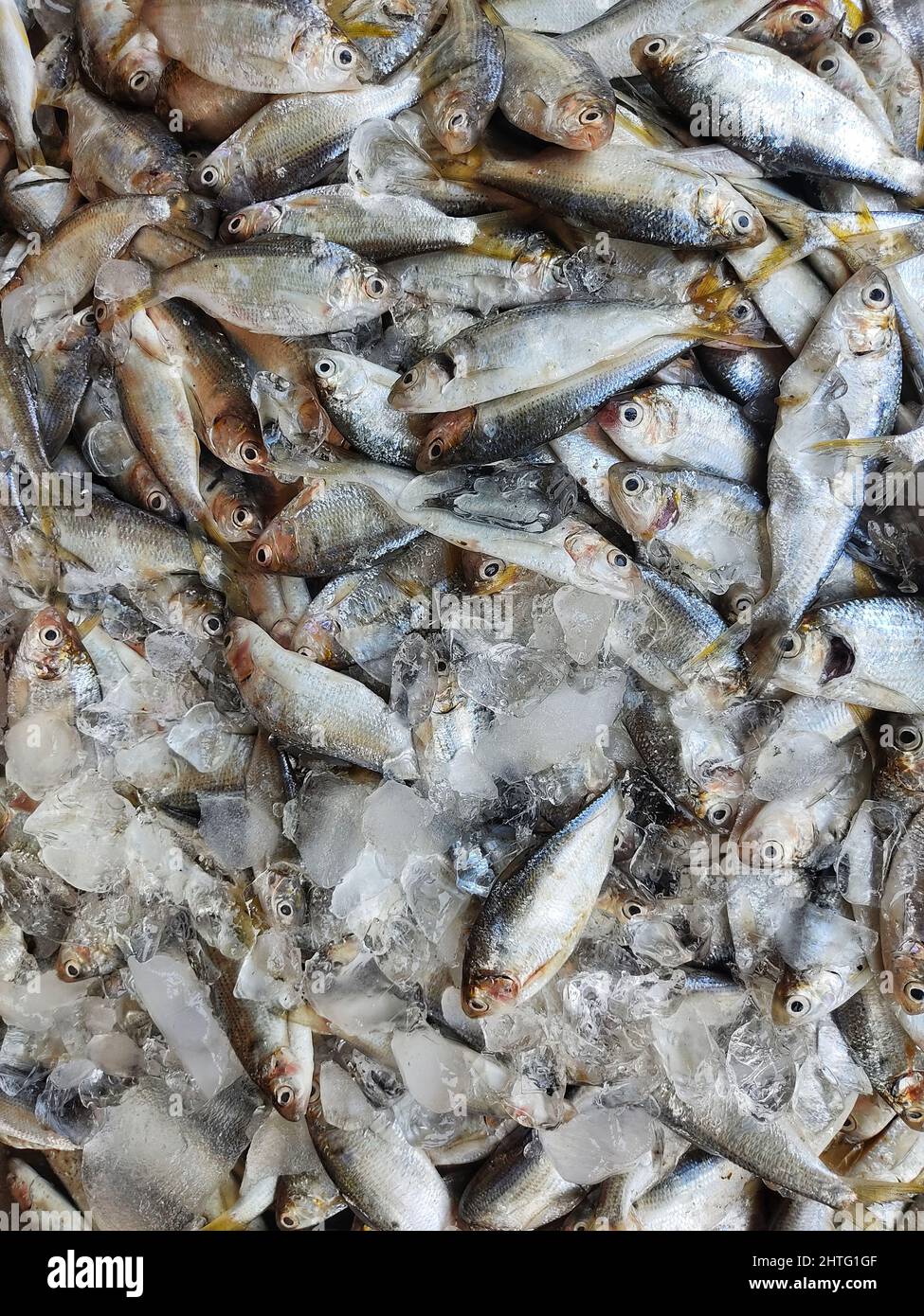 Vertical texture of fresh fish with ice at the food market Stock Photo ...