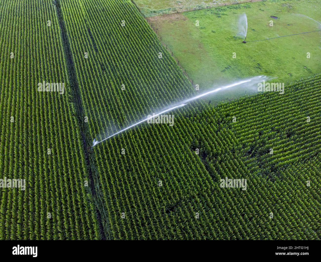 Corn field farmland with with sprinkler Stock Photo - Alamy