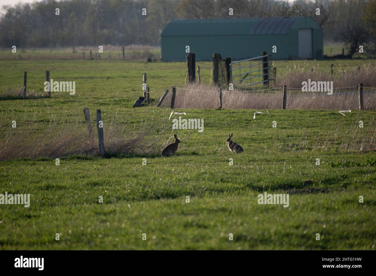 Tiny bunny rabbits hi-res stock photography and images - Alamy