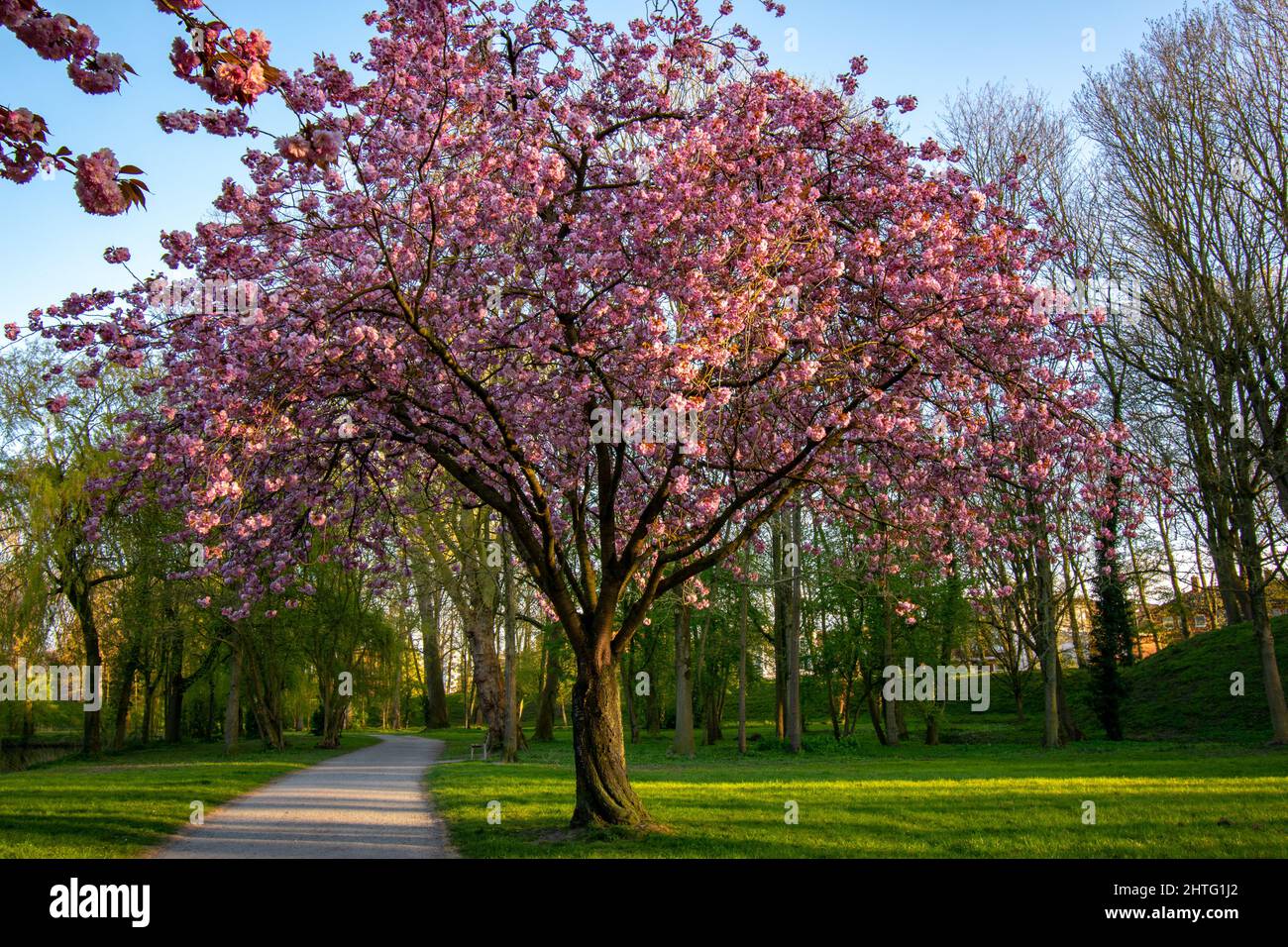 Scenic springtime view of cherry blossom trees on a fresh green lawn in ...