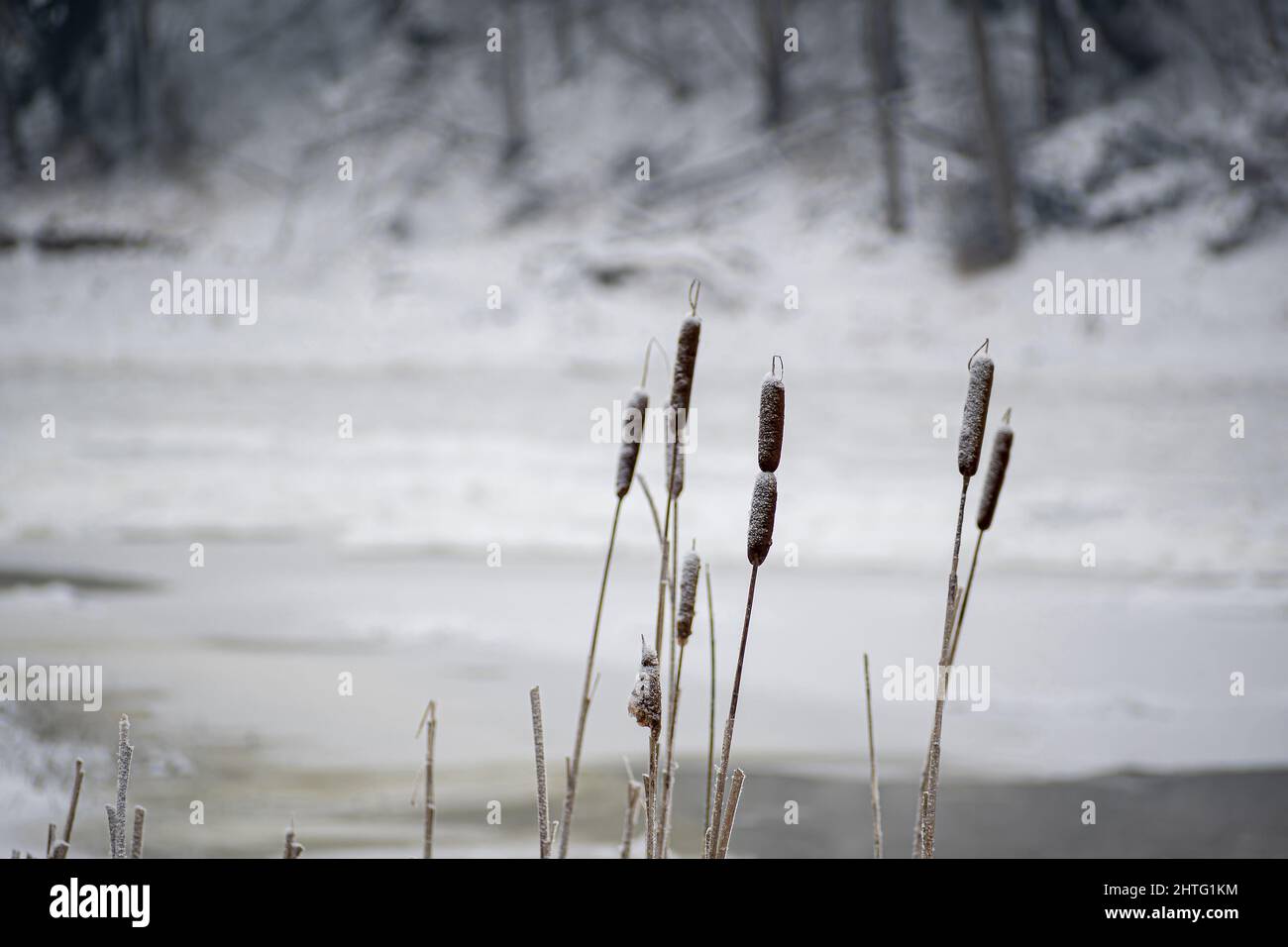 Withered reed closeup on a frozen riverside Stock Photo - Alamy