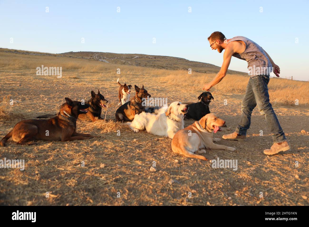 Trains dogs and a group of different dogs Stock Photo - Alamy