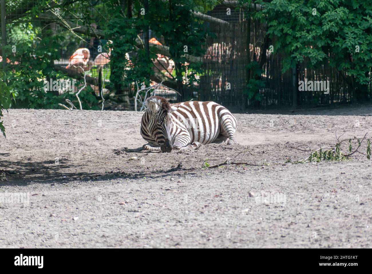 Zebra lying on the ground in a zoo Stock Photo - Alamy