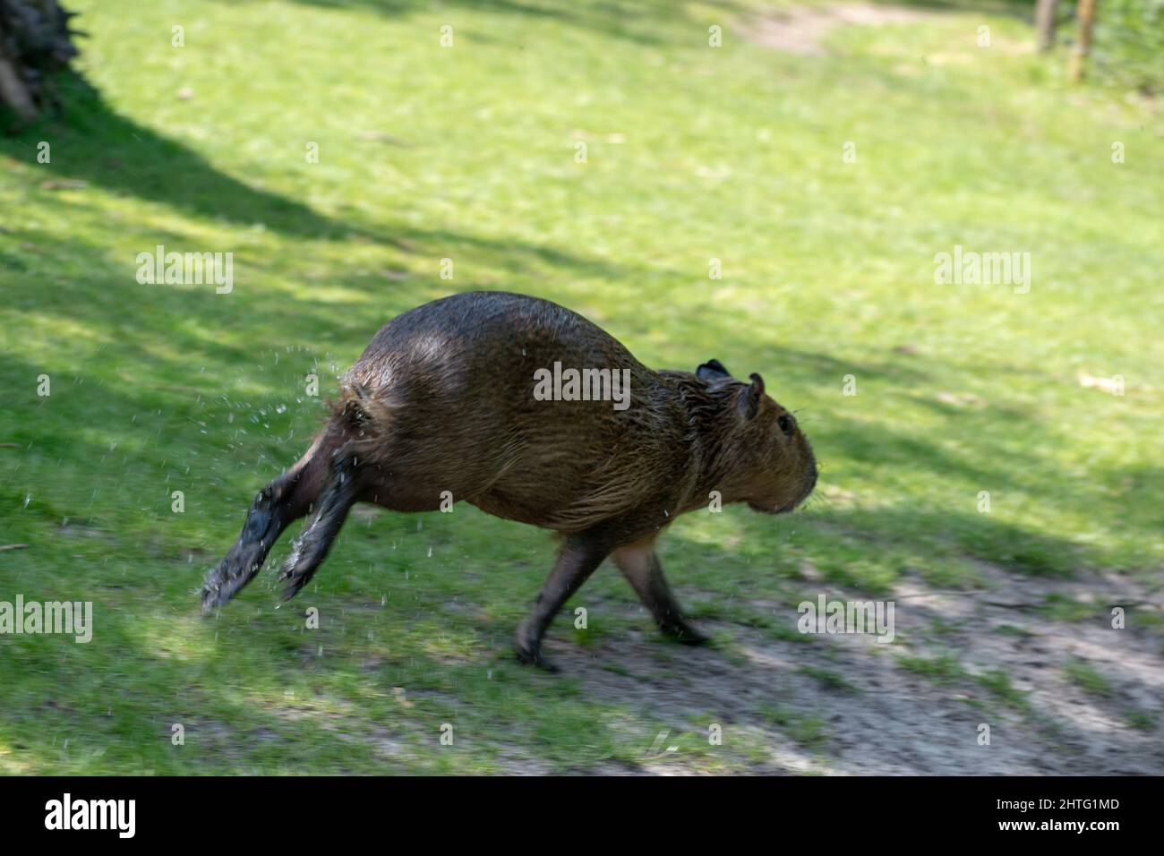 Capybara running hi-res stock photography and images - Alamy