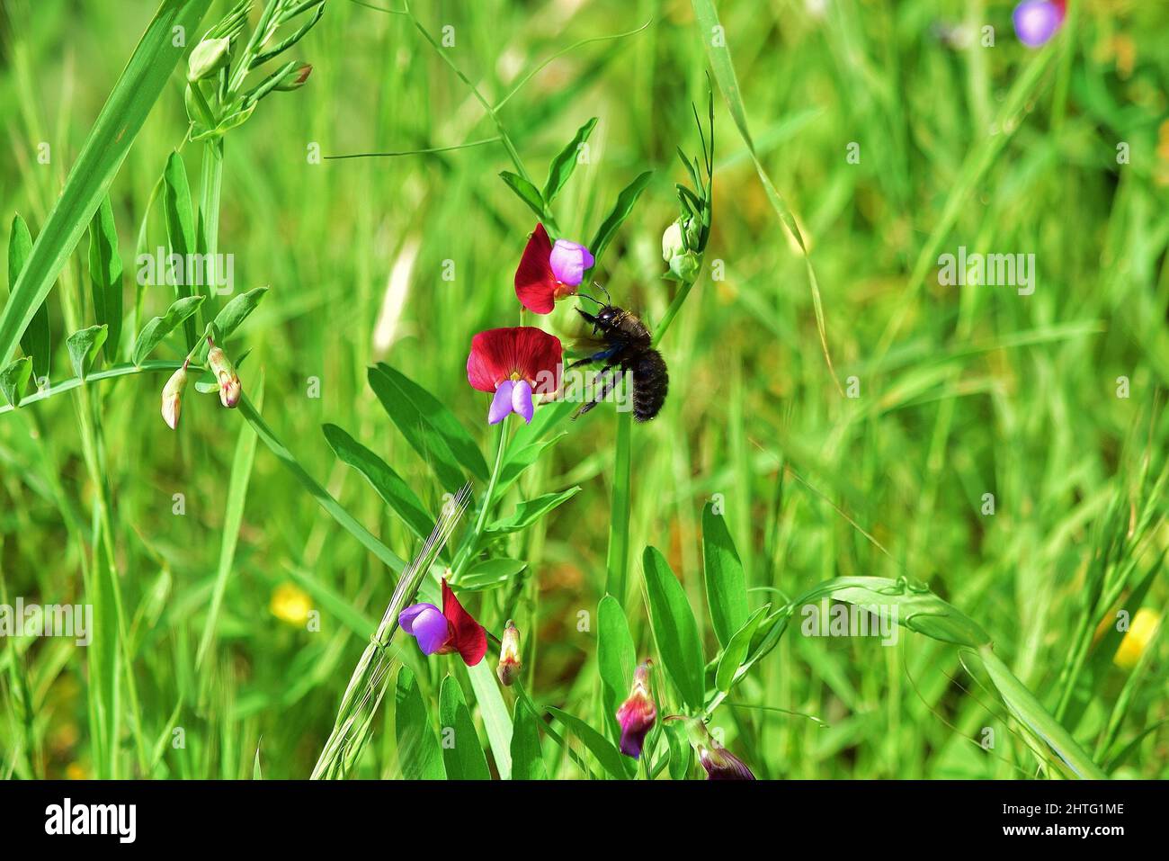 Closeup of a carpenter bee on a sweet pea flower in a field under the ...