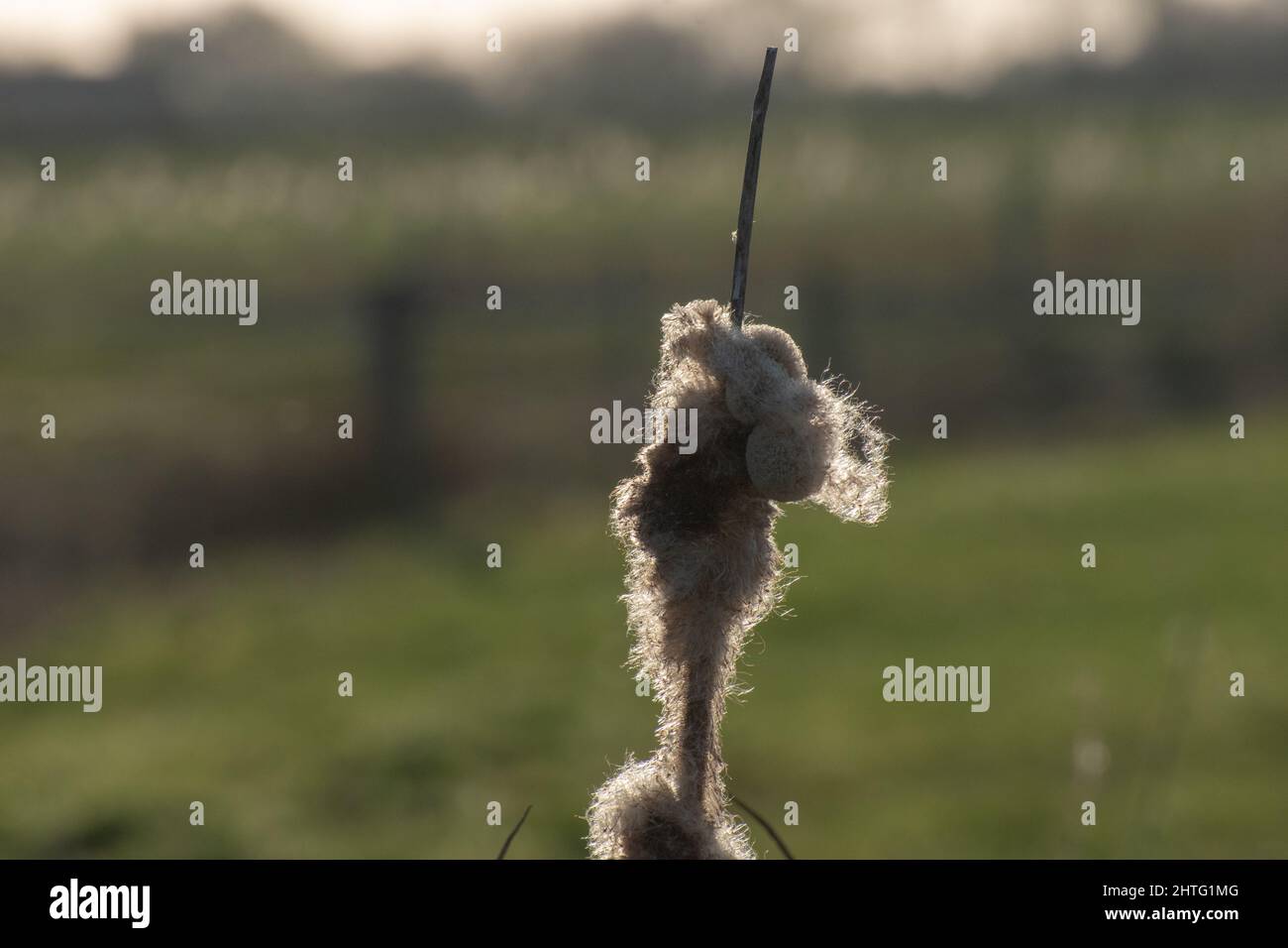 Closeup shot of a single cattail fluff with blurred background Stock ...