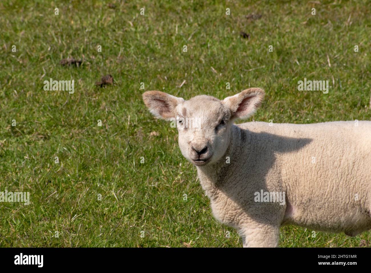 Closeup portrait of a cute lamb with a smiley face in a grazing land ...