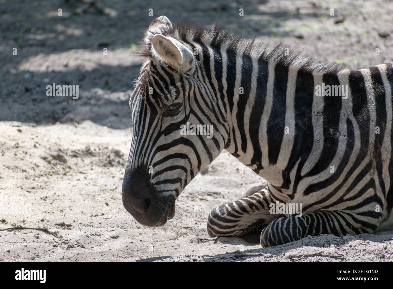 Zebra lying on the ground in a zoo Stock Photo - Alamy