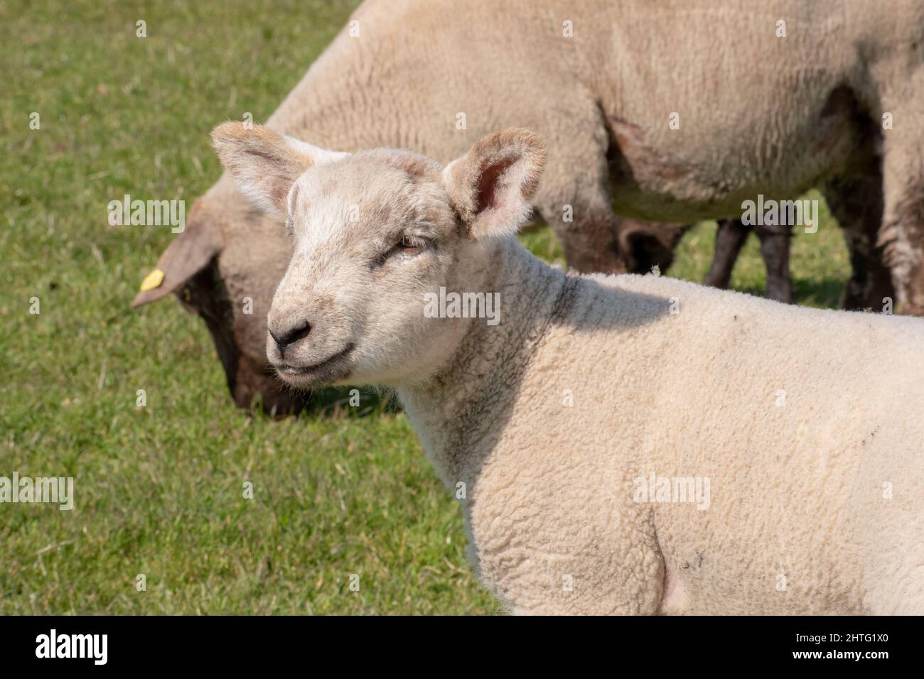 Closeup portrait of a little cute lamb with a smiley face in a grazing ...