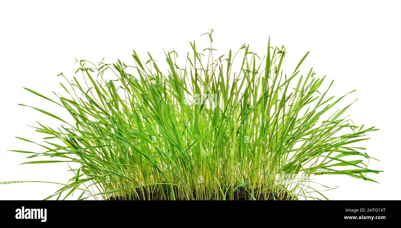 Green lush grass close up. Panoramic view isolated on white background ...