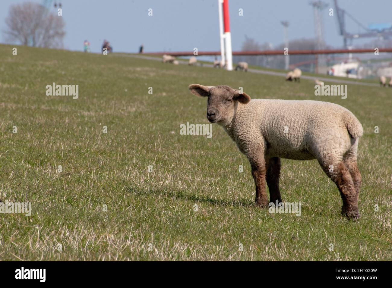 Closeup shot field grass hi-res stock photography and images - Alamy