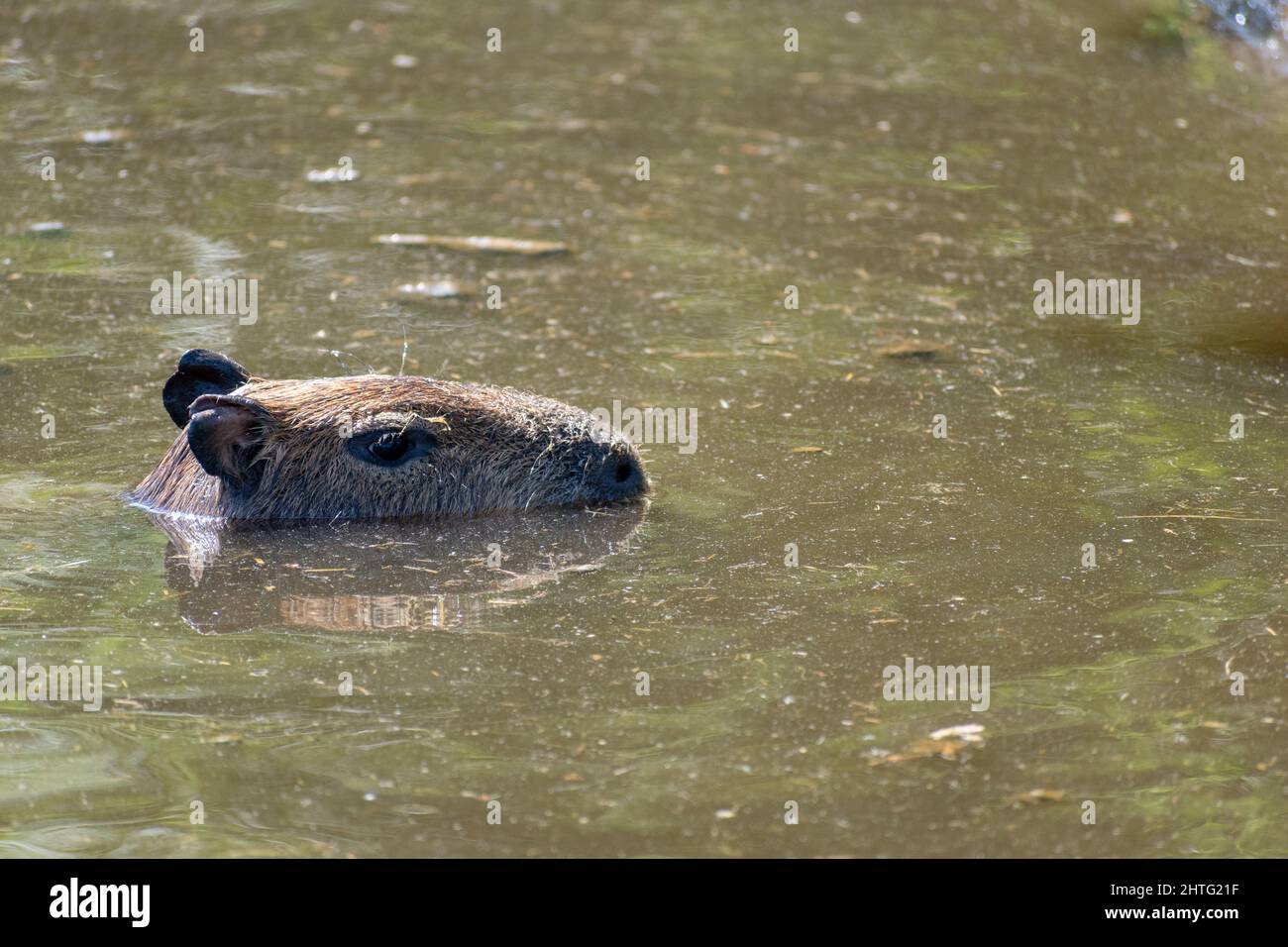 Closeup of a capybara swimming in a pond during daylight Stock Photo ...