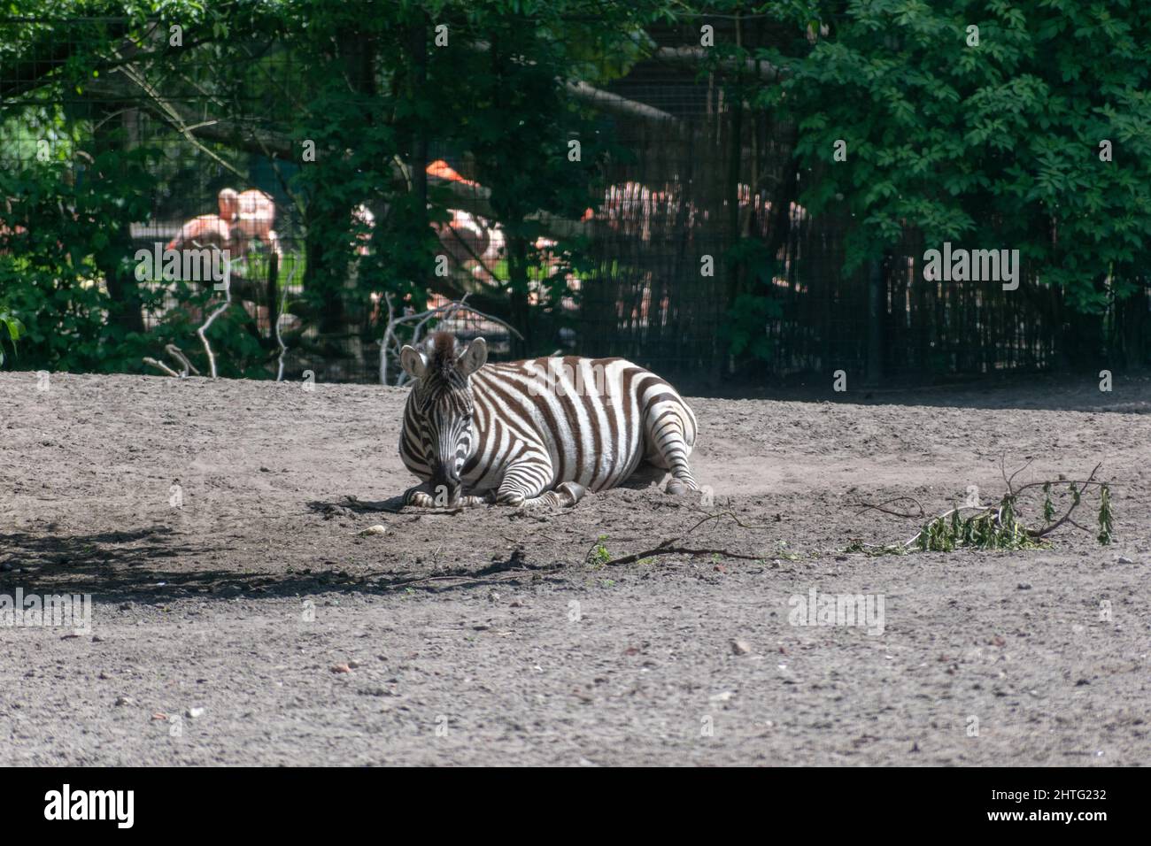 Zebra lying on the ground in a zoo Stock Photo - Alamy