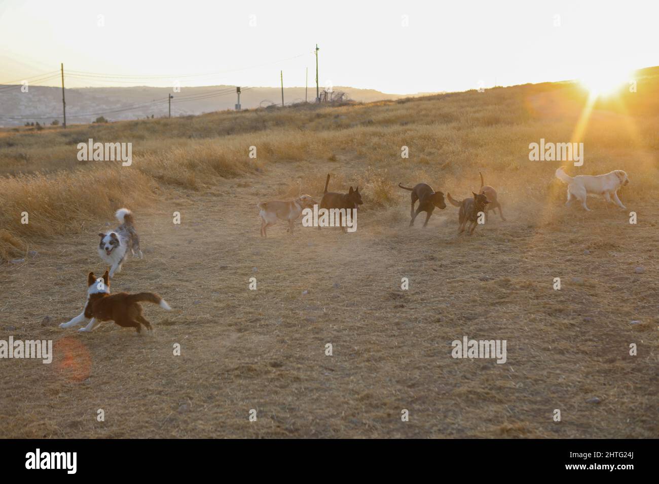 Trains dogs and a group of different dogs Stock Photo - Alamy