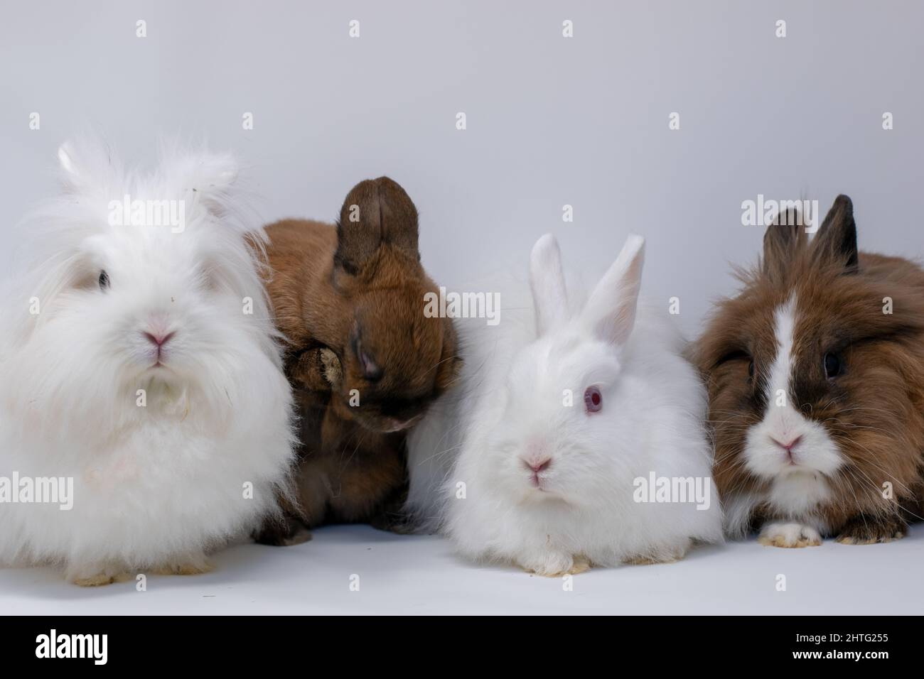 Group of fluffy rabbits on a white background Stock Photo - Alamy