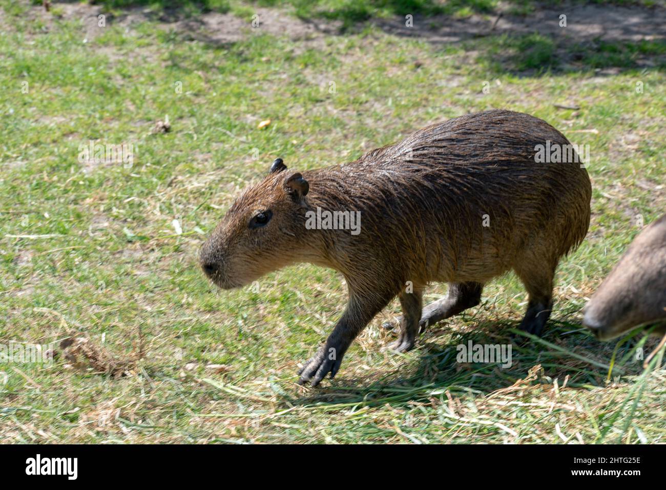 Closeup of a capybara walking in a zoo during daylight Stock Photo - Alamy
