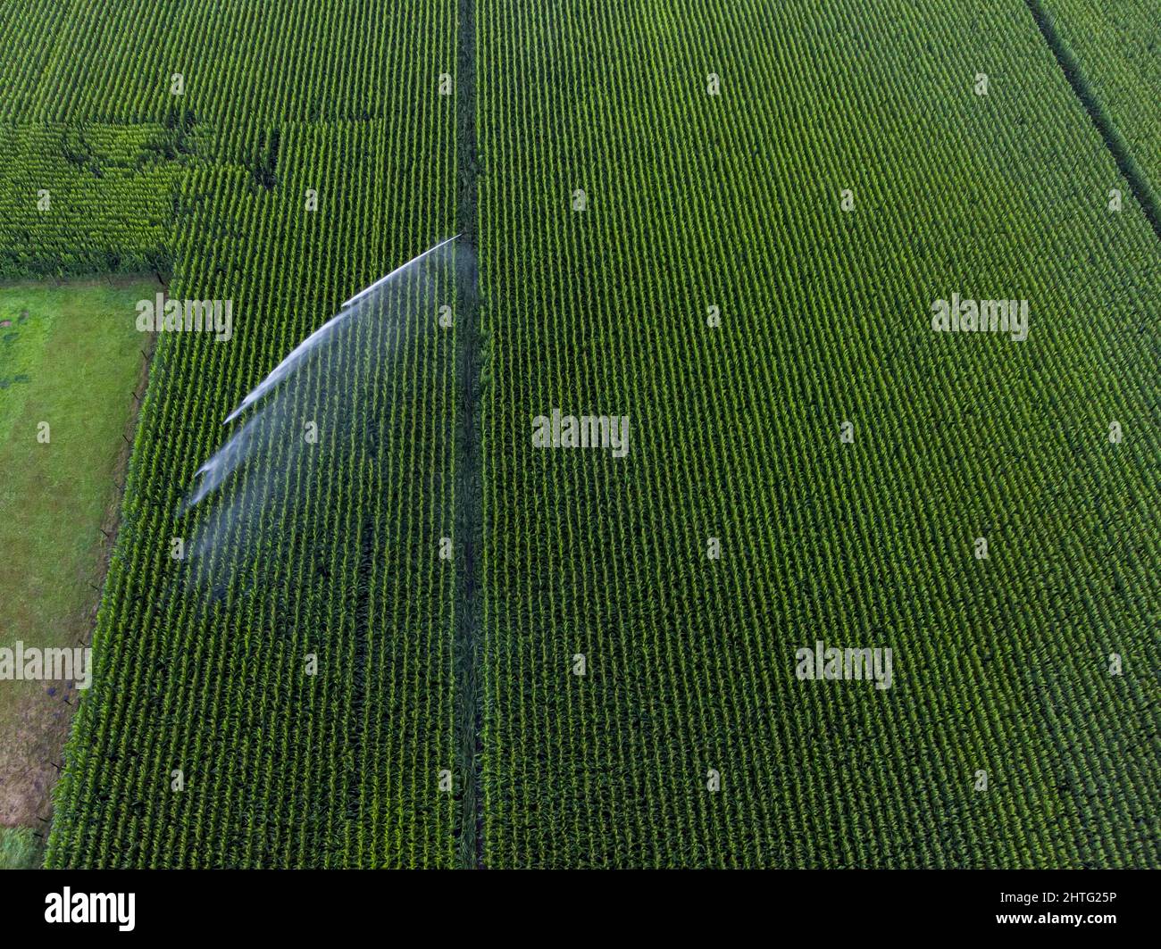 Corn field farmland with with sprinkler Stock Photo - Alamy